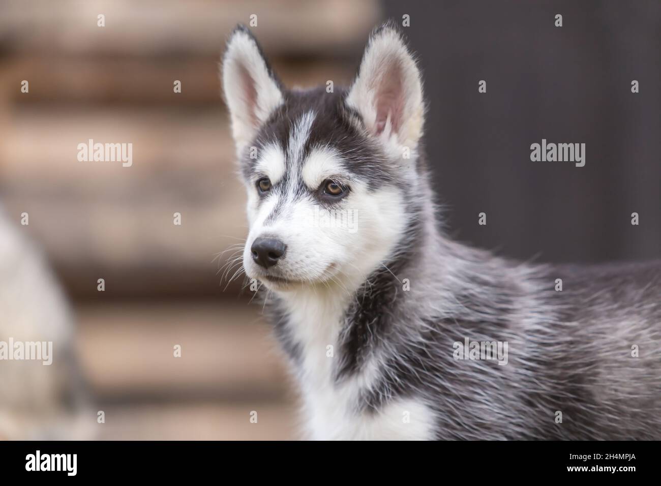 Portrait of a cute husky puppy-dog Stock Photo - Alamy