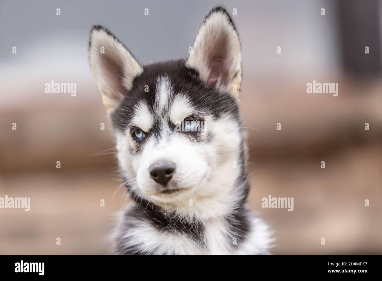 Portrait of a cute husky puppy-dog Stock Photo - Alamy