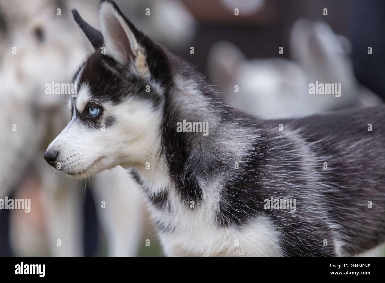 Cute husky hi-res stock photography and images - Alamy