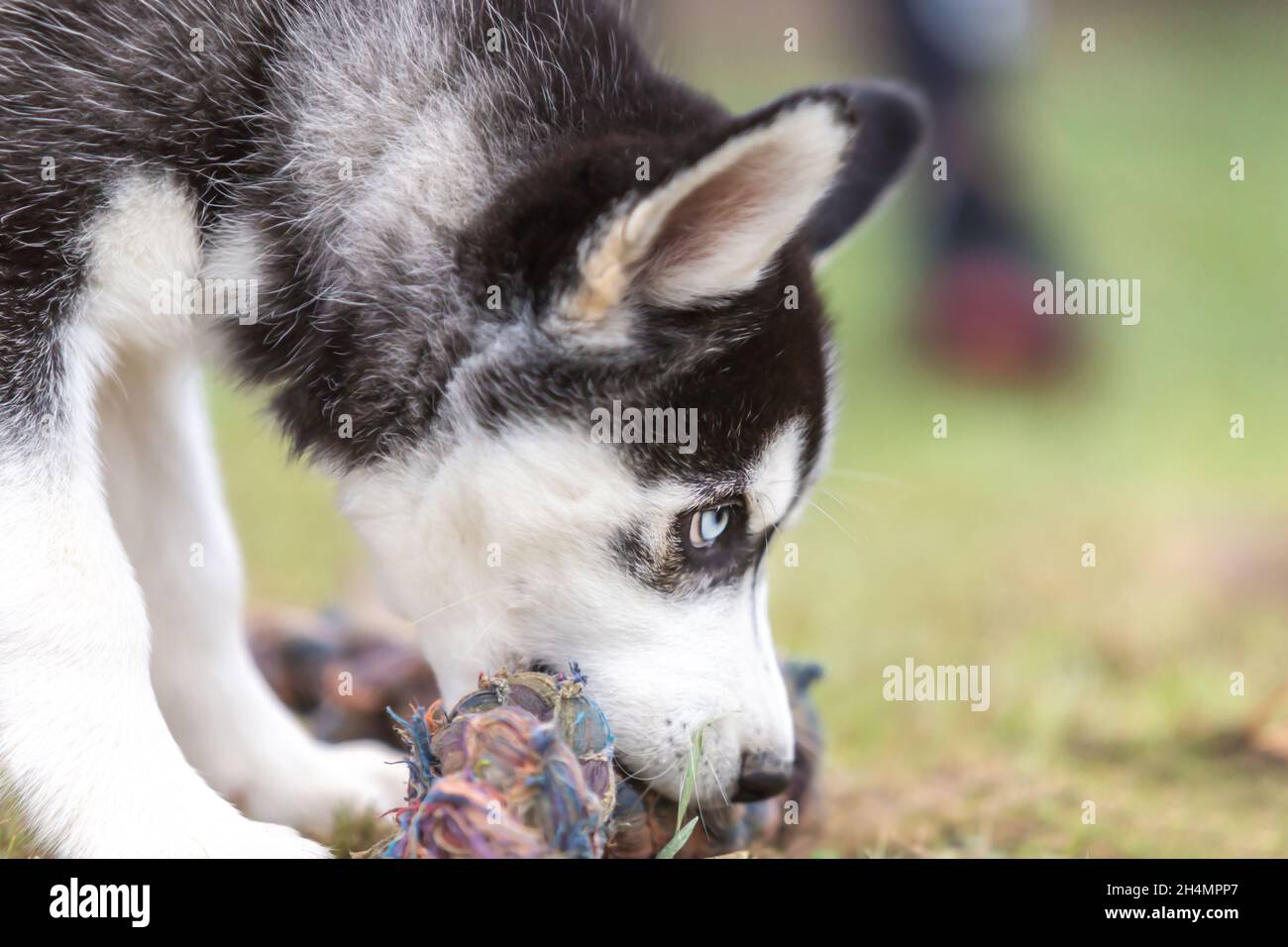 Portrait of a cute husky puppy-dog Stock Photo - Alamy