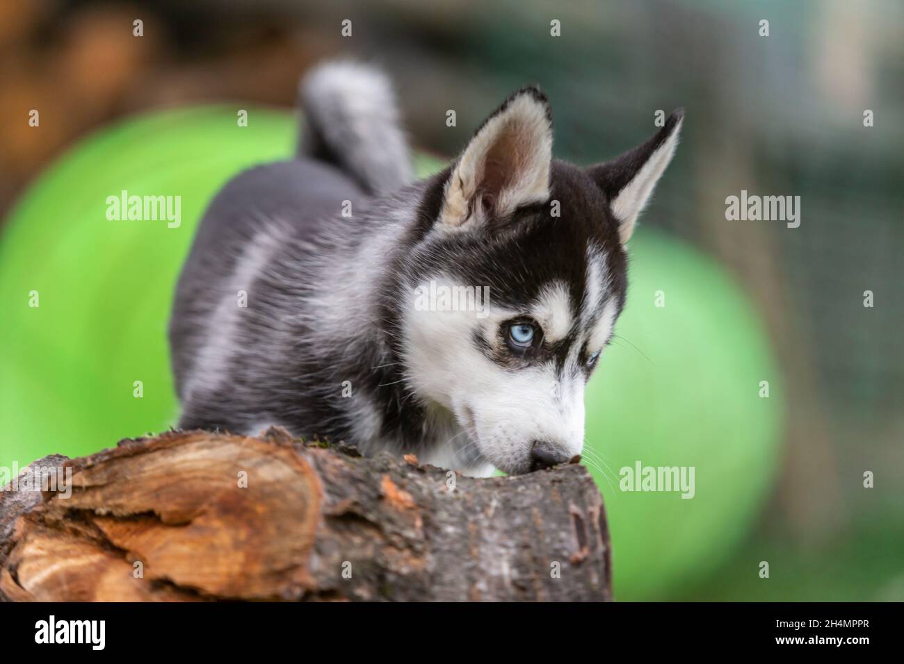 Portrait of a cute husky puppy-dog Stock Photo - Alamy