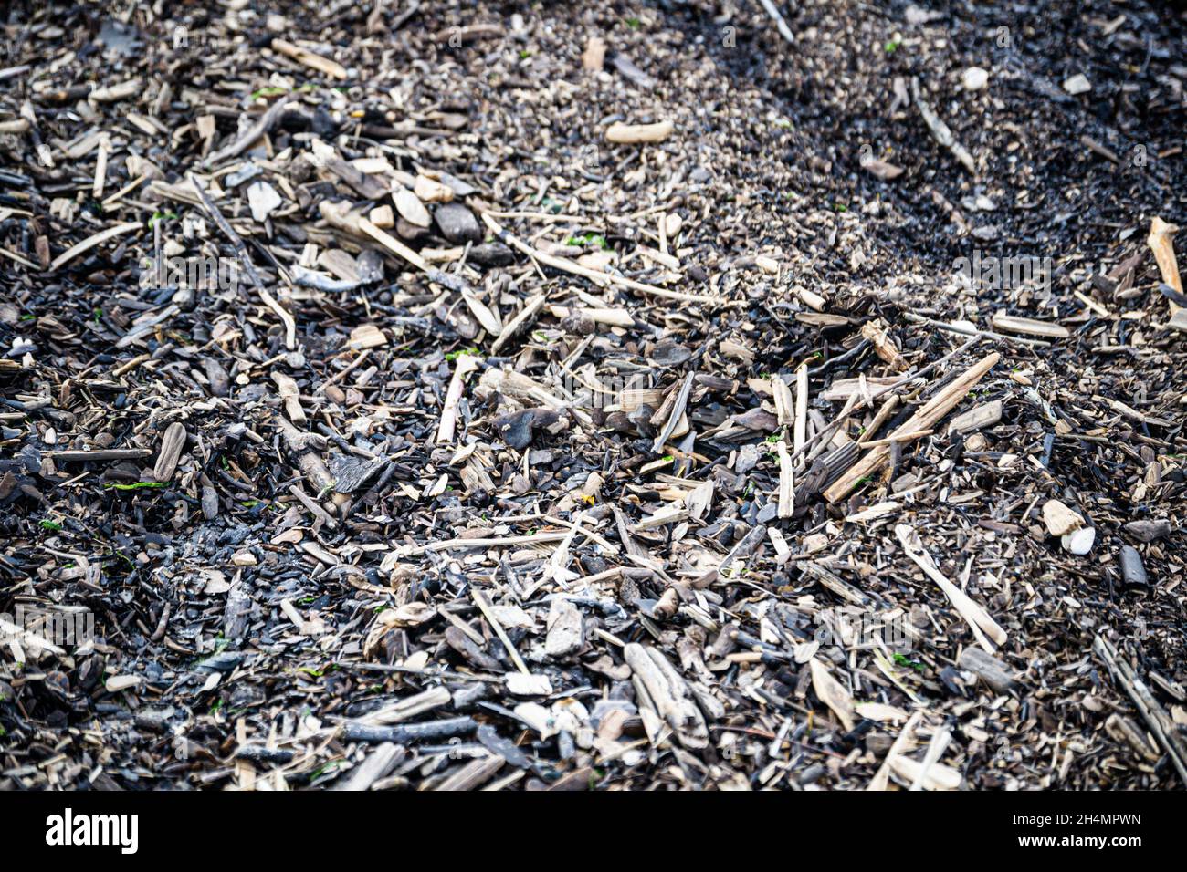 Garbage on the seashore. Branches, old shells, seaweed, chips washed ashore after a storm Stock ...