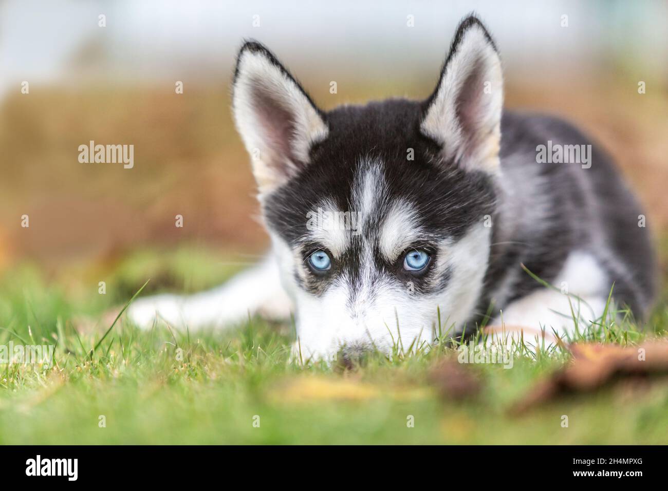 Portrait of a cute husky puppy-dog Stock Photo - Alamy