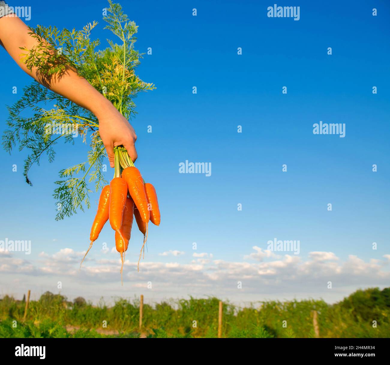 A bunch of fresh carrots in the hands of a farmer on the background on ...