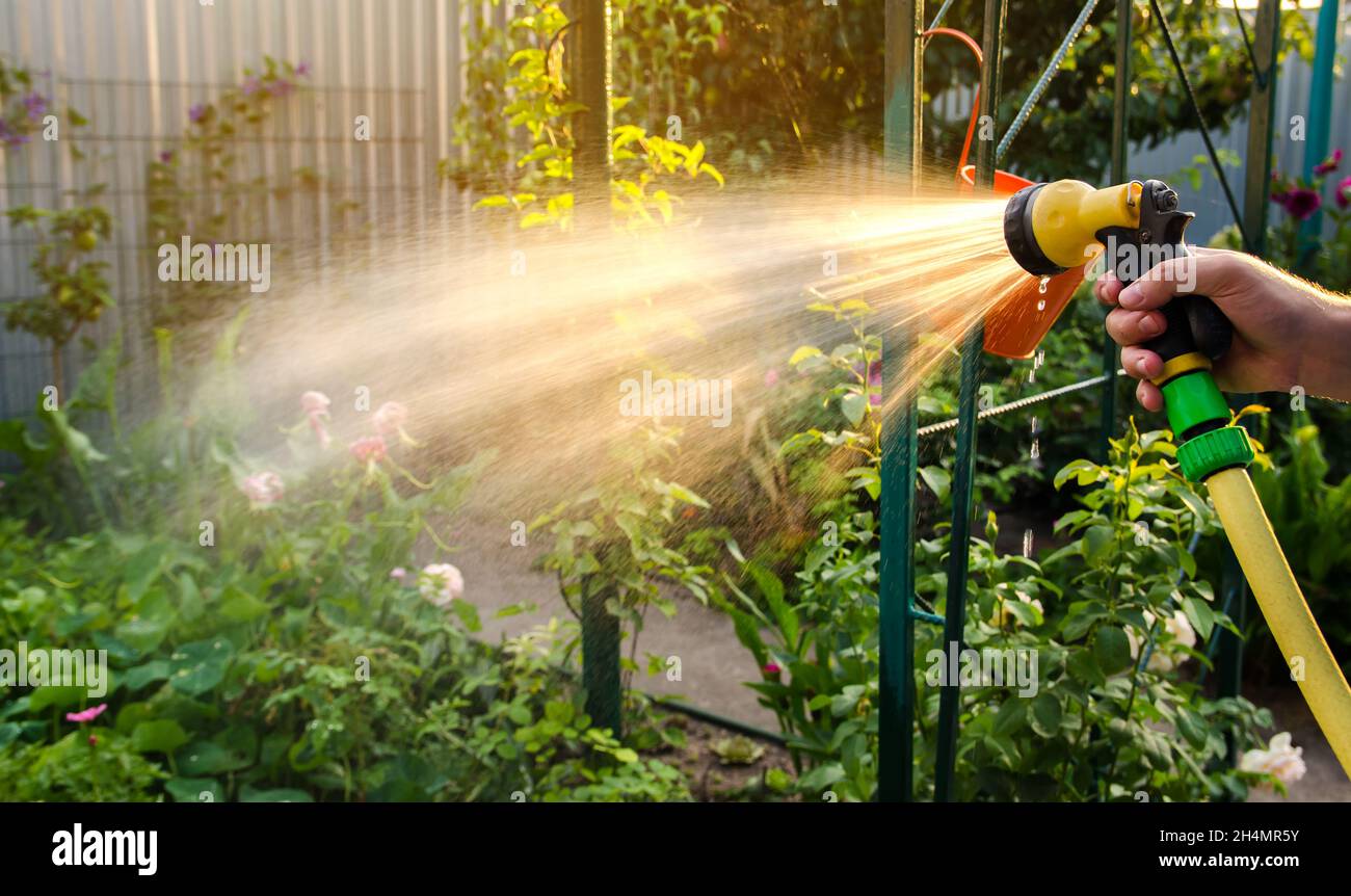 Garden sprayer hi-res stock photography and images - Alamy