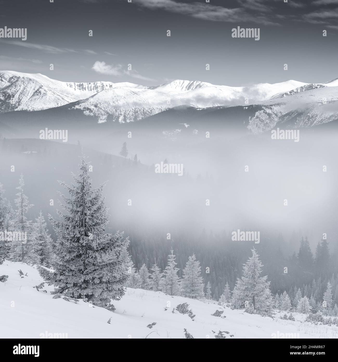 Mist and forest hi-res stock photography and images - Alamy