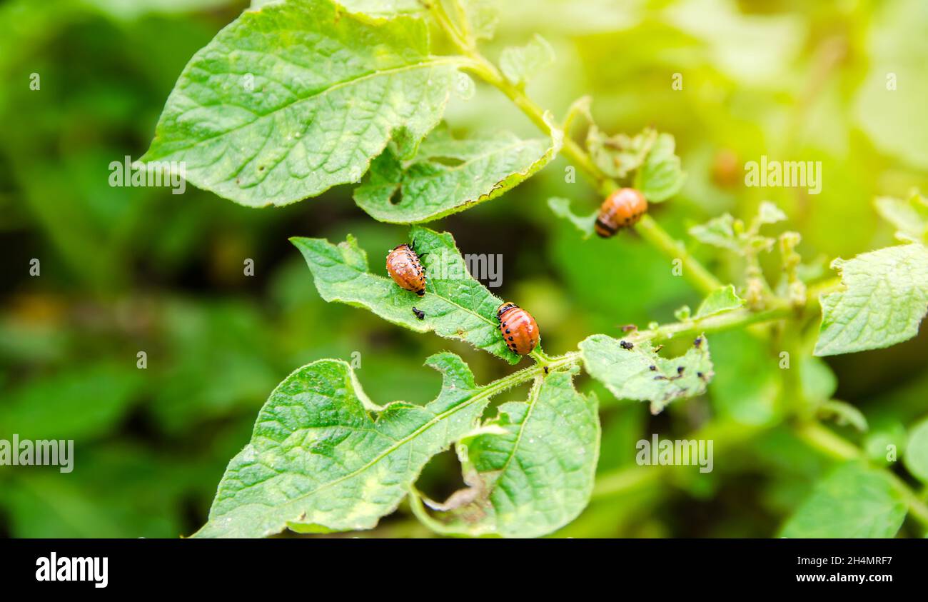 Insect pests of farm crops hi-res stock photography and images - Alamy