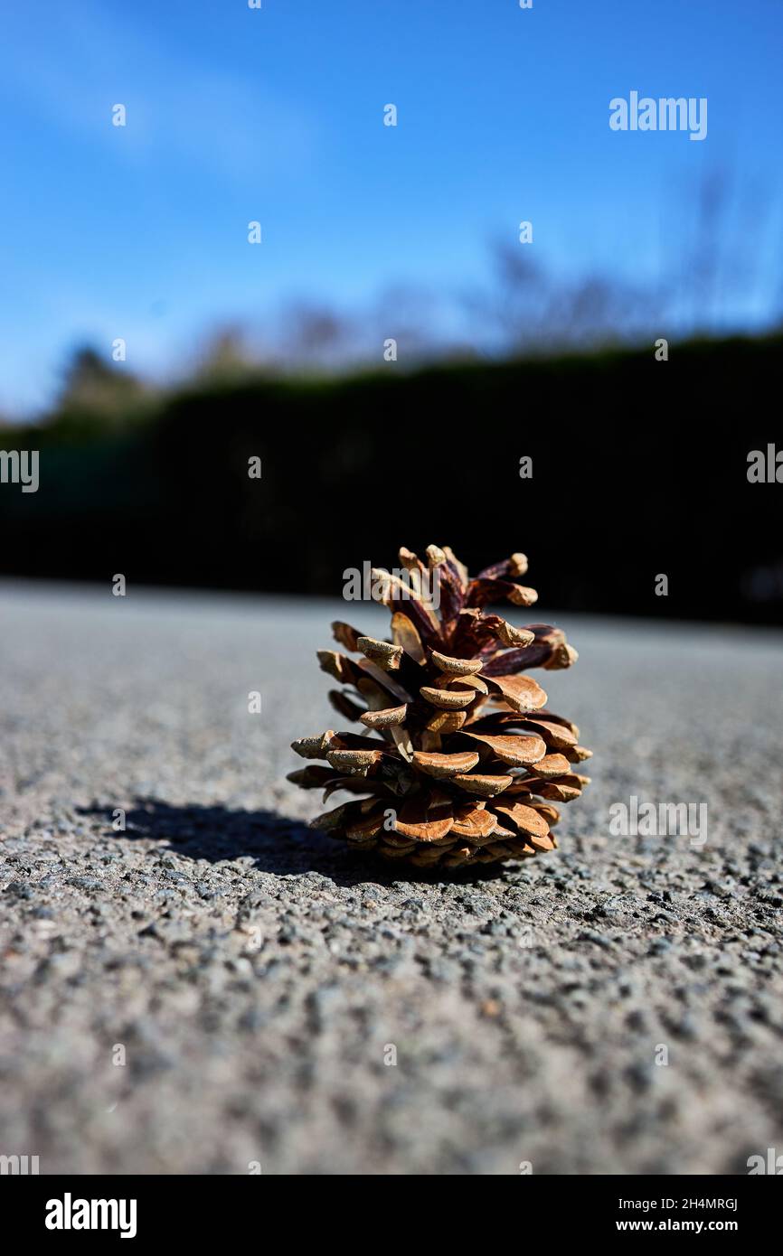 Closeup shot single pine hi-res stock photography and images - Alamy