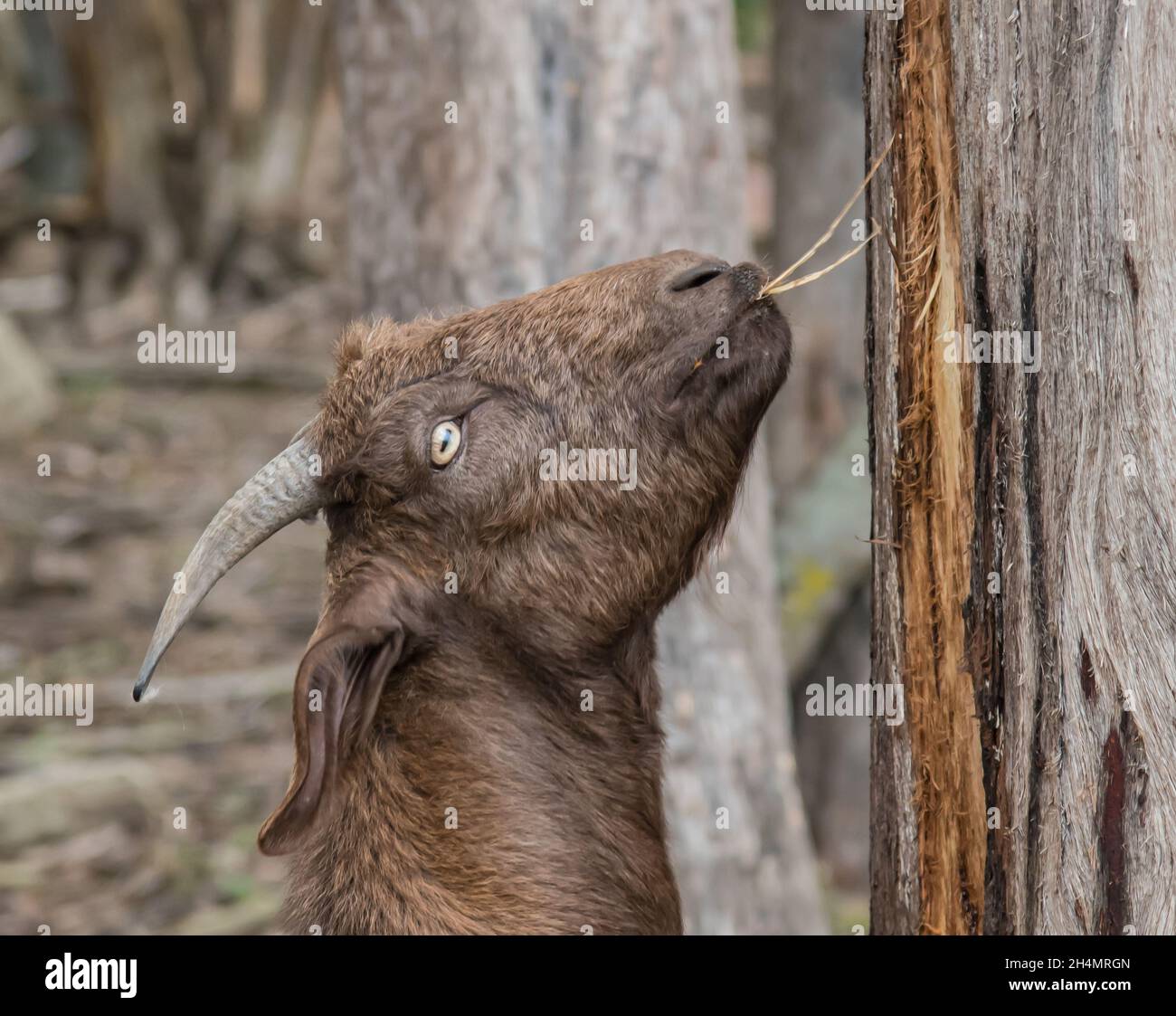 Goat eating bark hi-res stock photography and images - Alamy