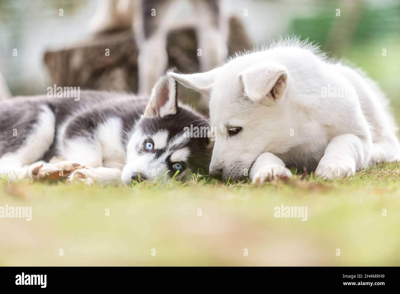 Husky Puppies Cuddling