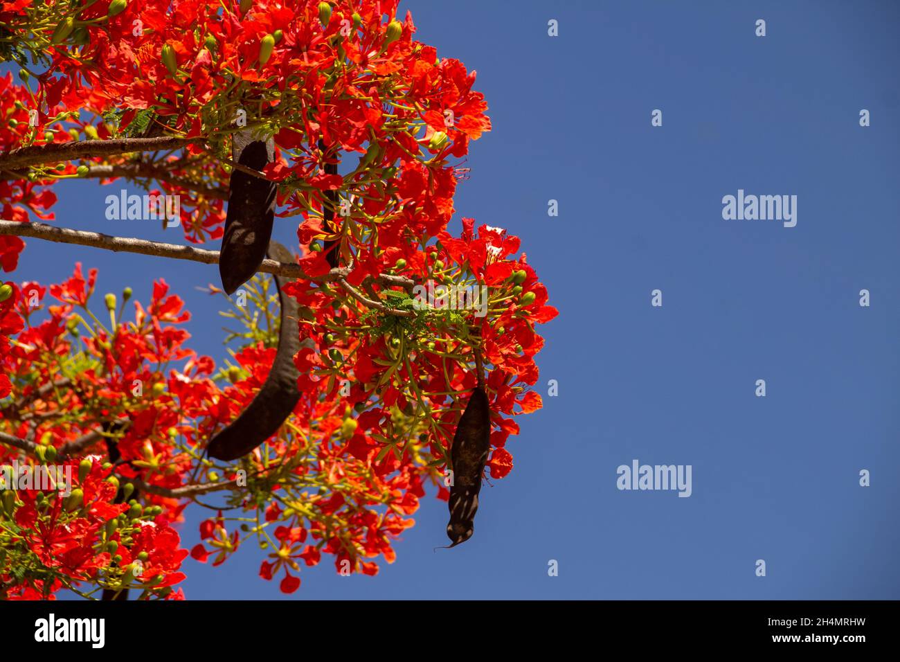 Blue Flamboyant Tree Royal Poinciana Flamboyant Tree Flame Tree