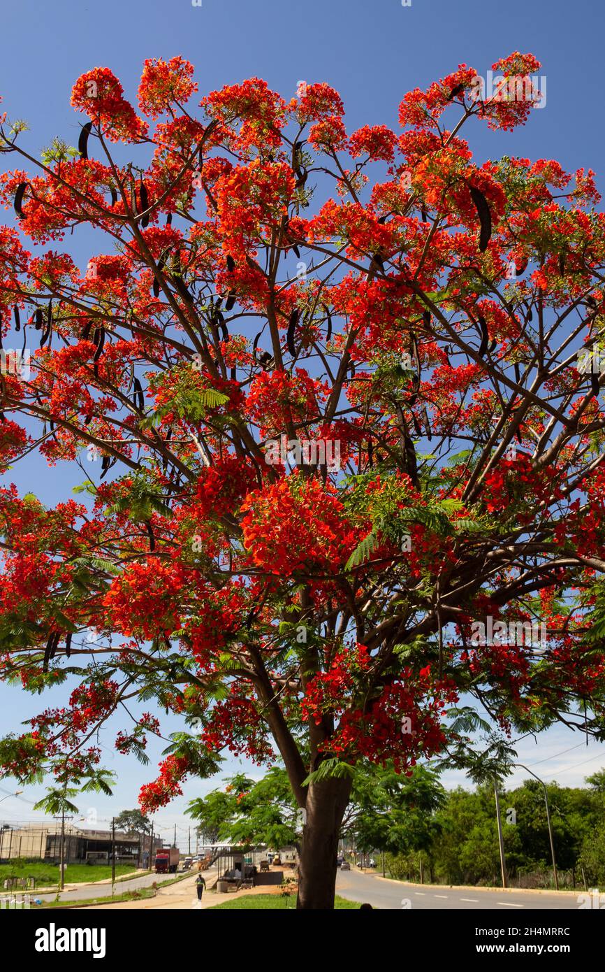 Blue Flamboyant Tree