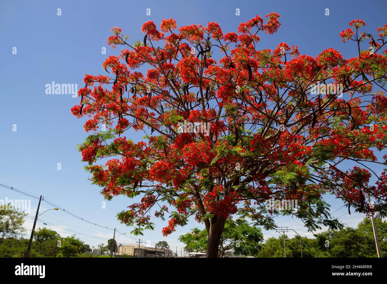 Blue Flamboyant Tree