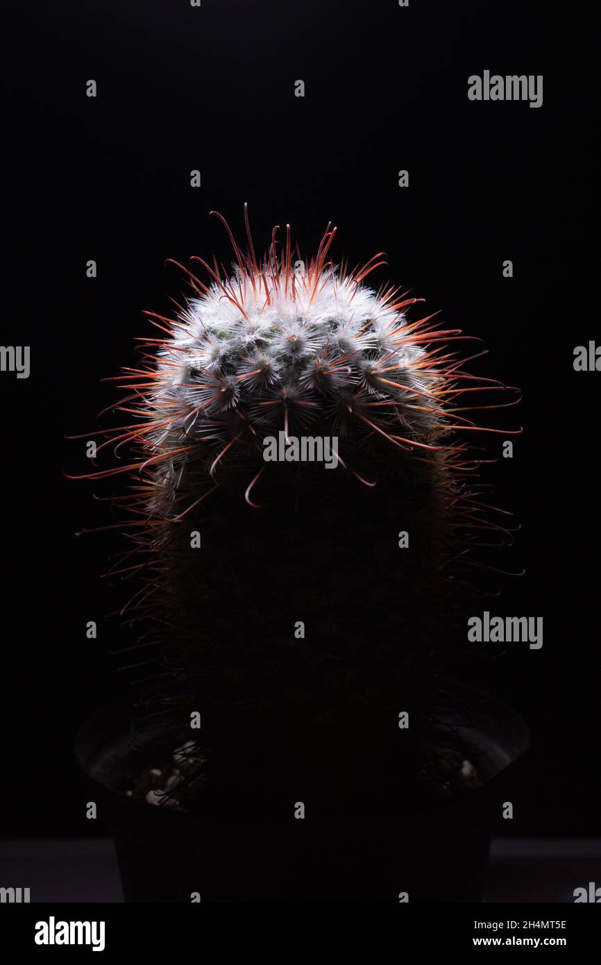 Cactus with red hooked spines under spot light against dark background ...