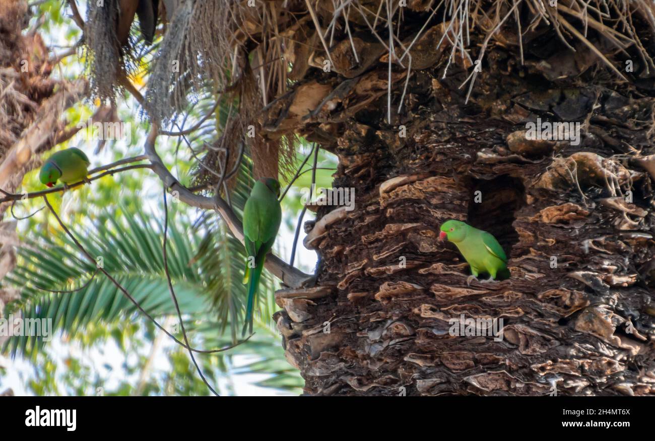 Group of rose-ringed parakeets perched on a tree by the nest Stock ...