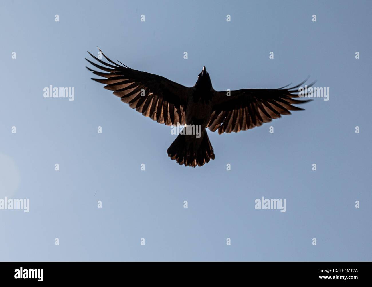 Low angle shot of a crow flying in the clear blue sky Stock Photo - Alamy