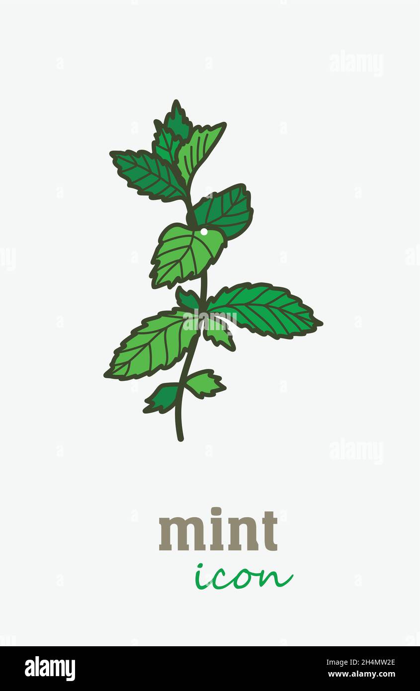 Health nettle Stock Vector Images - Alamy