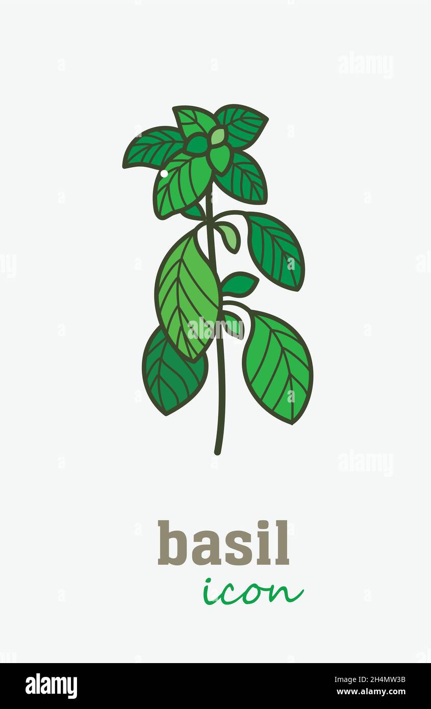 Basil vector icon. Vegetable green leaves. Greenery. Culinary herb ...