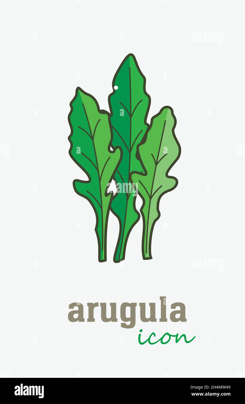 Arugula vector icon. Vegetable green leaves. Greenery. Culinary herb ...