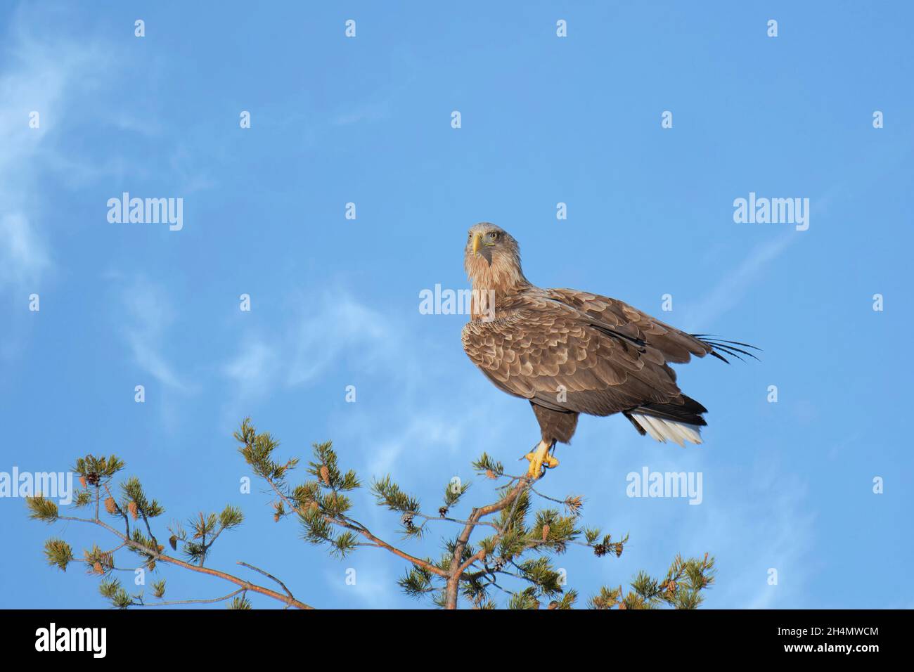 Eagle on pine hi-res stock photography and images - Alamy