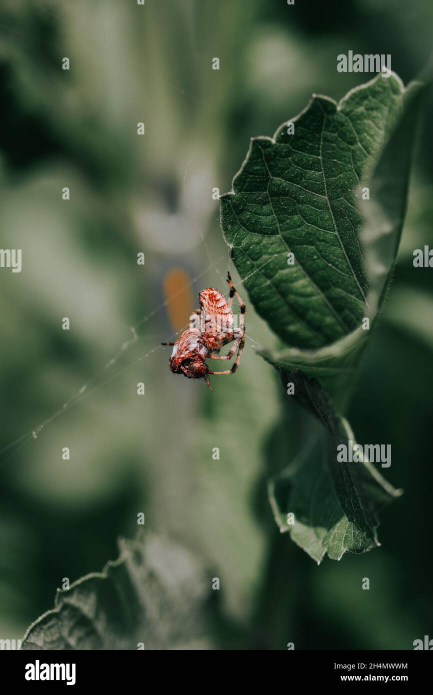 Close up shot of the nature, wildlife, for a spider eating another ...