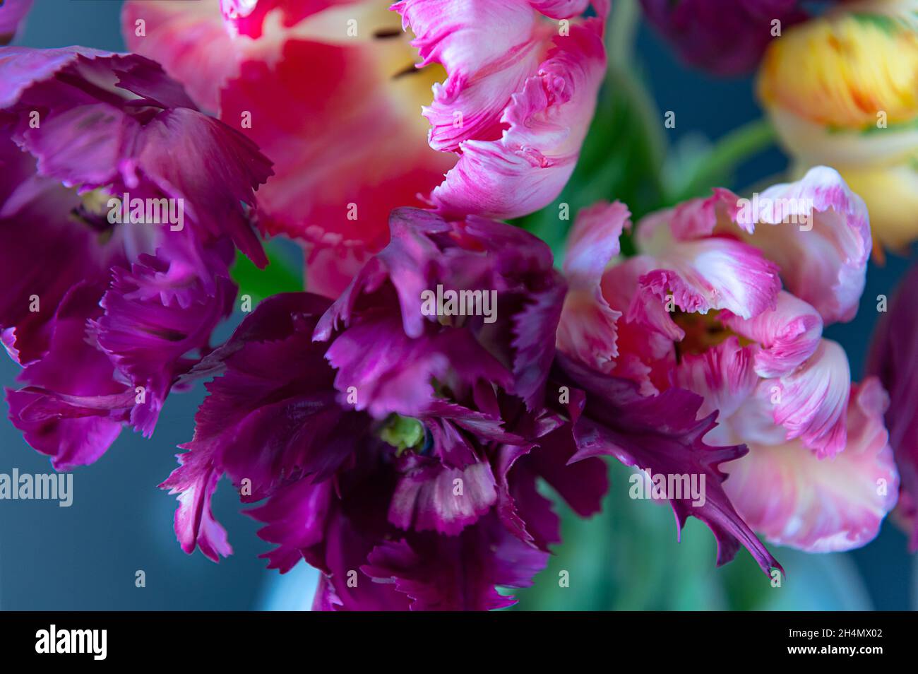 Bunch of Parrot Style Tulips Stock Photo - Alamy
