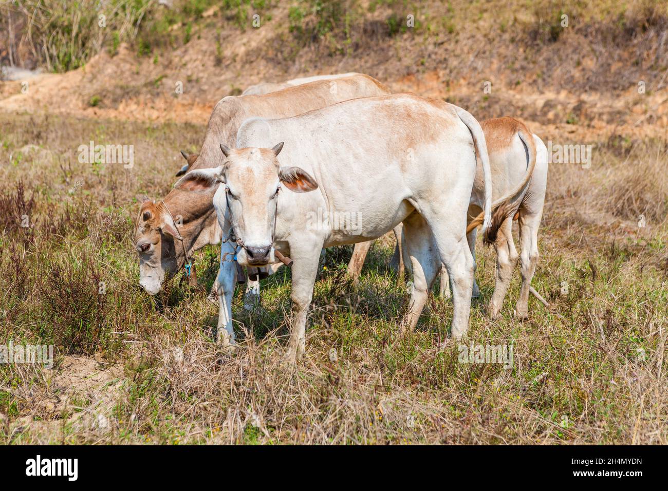 Lan animals hi-res stock photography and images - Alamy
