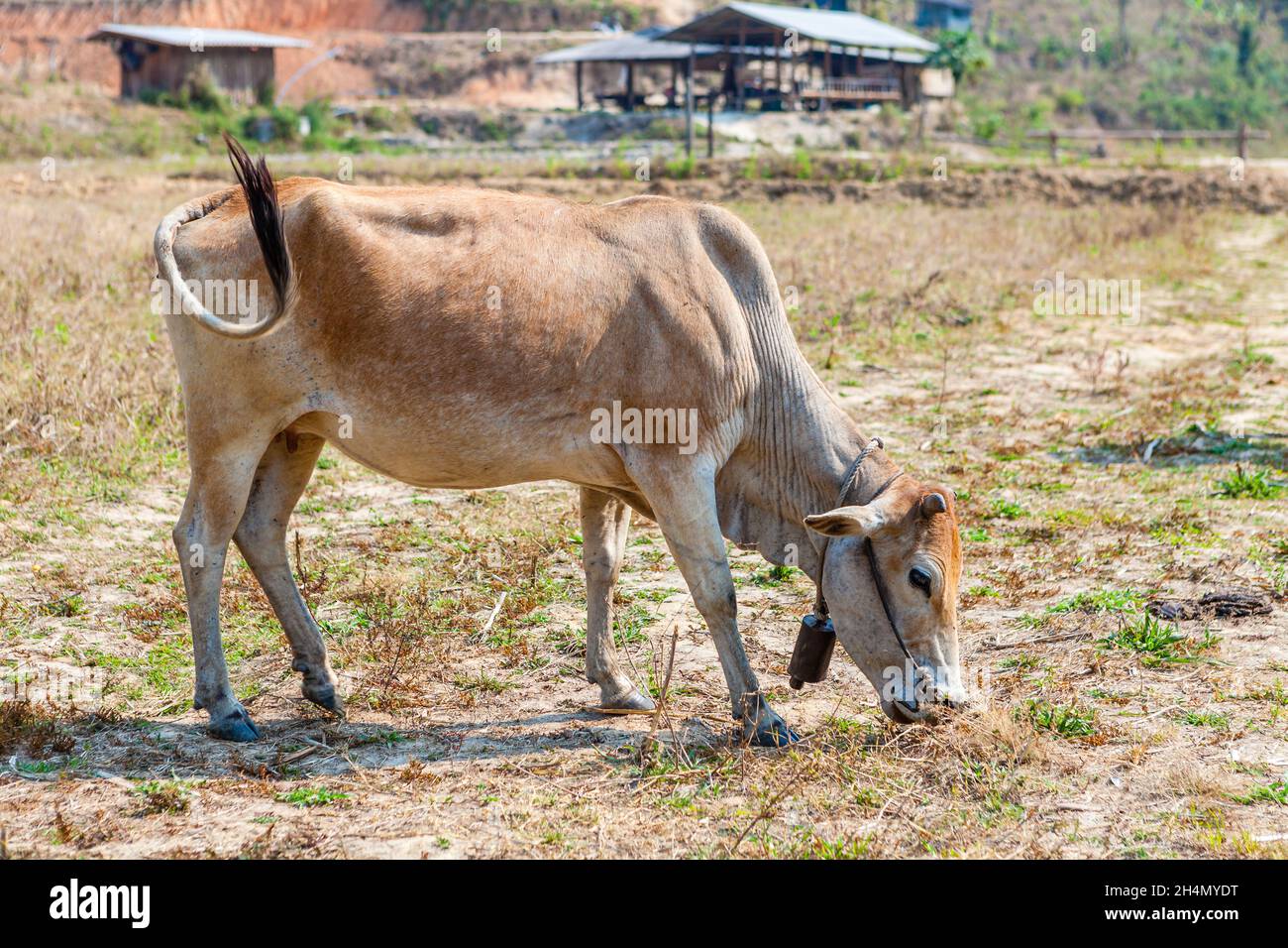 Kho-Lan cows on pasture in Thai village Stock Photo - Alamy