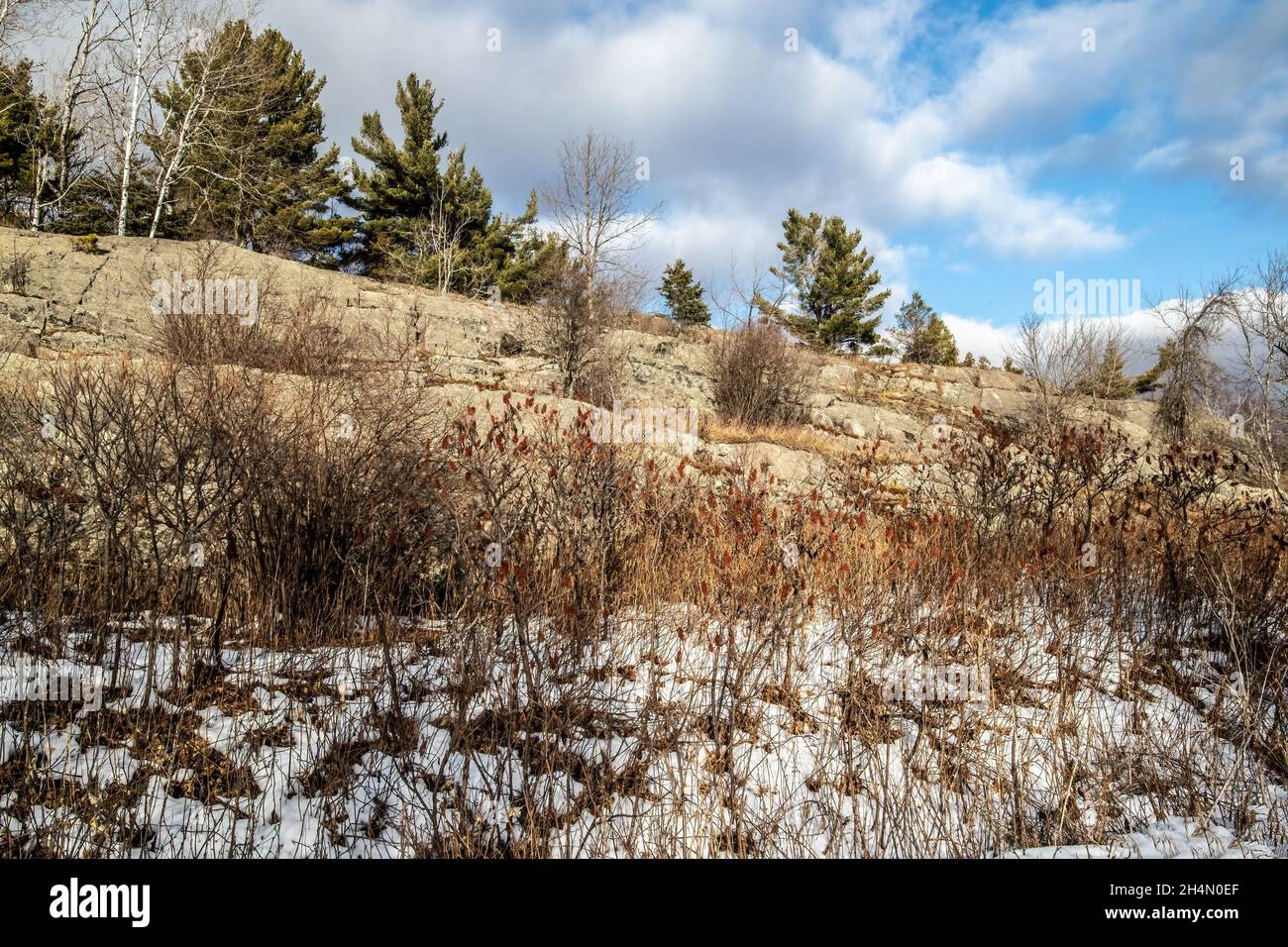 Red bushes growing in the snow along a rocky landscape of Jay Cooke ...