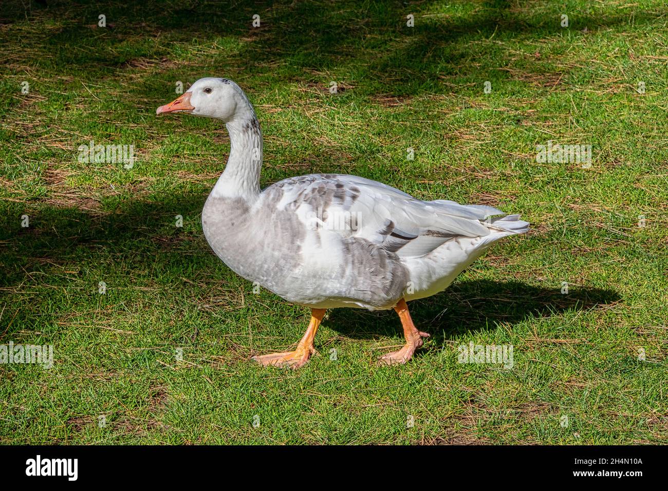White greylag goose hi-res stock photography and images - Alamy