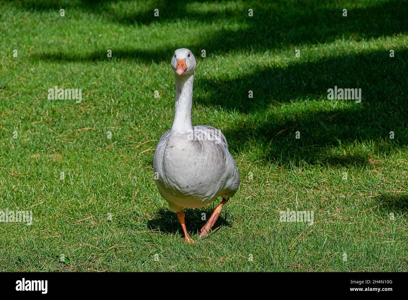 White greylag goose hi-res stock photography and images - Alamy