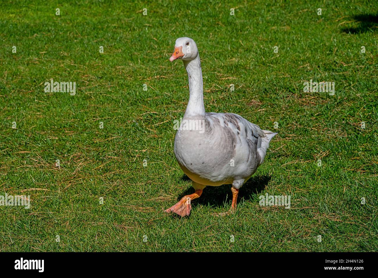 White greylag goose hi-res stock photography and images - Alamy