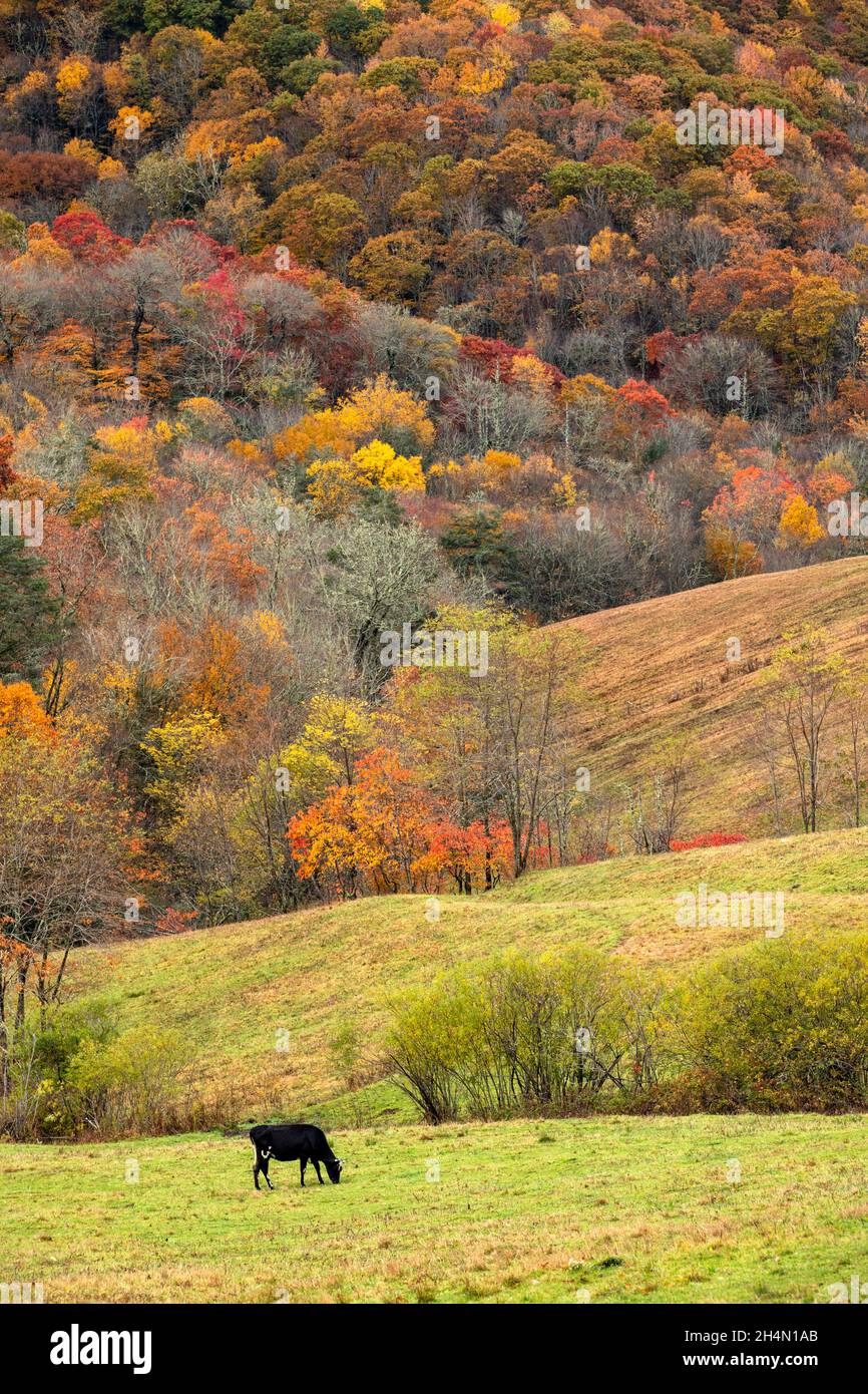 Cattle grazing in pasture surrounded by fall foliage - near Tuckasegee ...