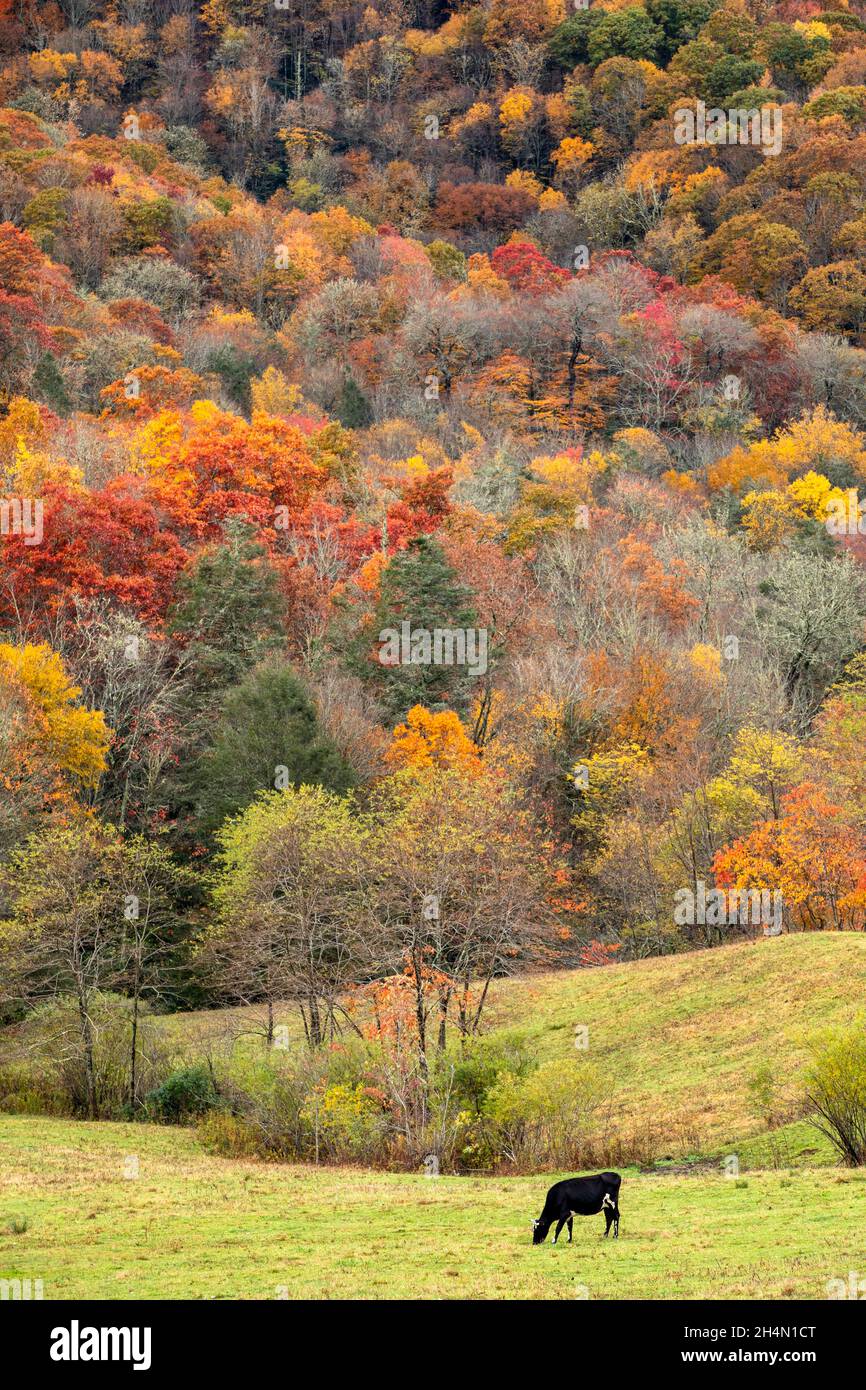 Cattle grazing in pasture surrounded by fall foliage - near Tuckasegee ...