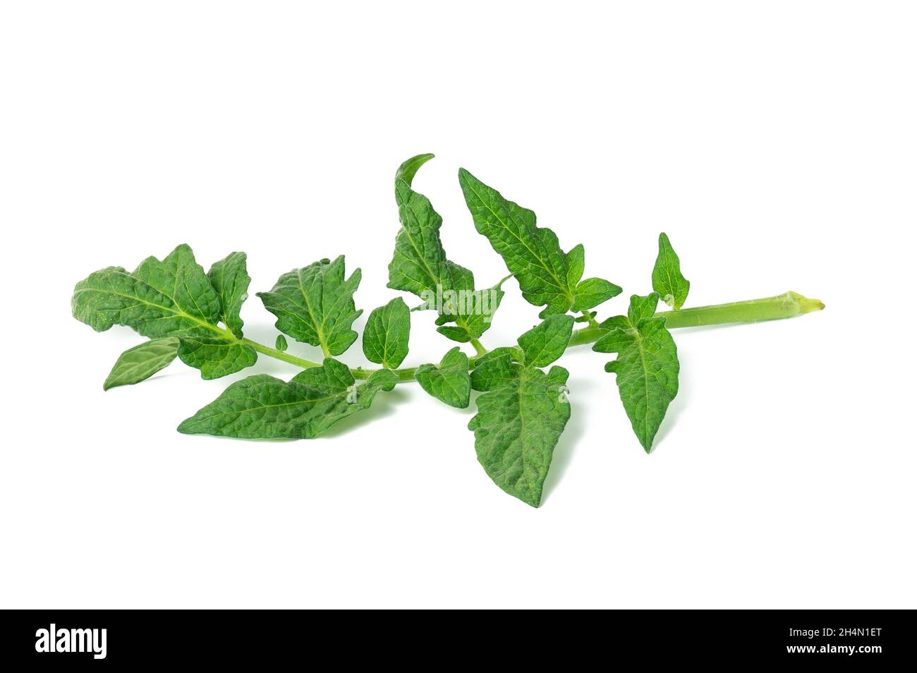 tomato branch with green leaves isolated on white background, close up ...