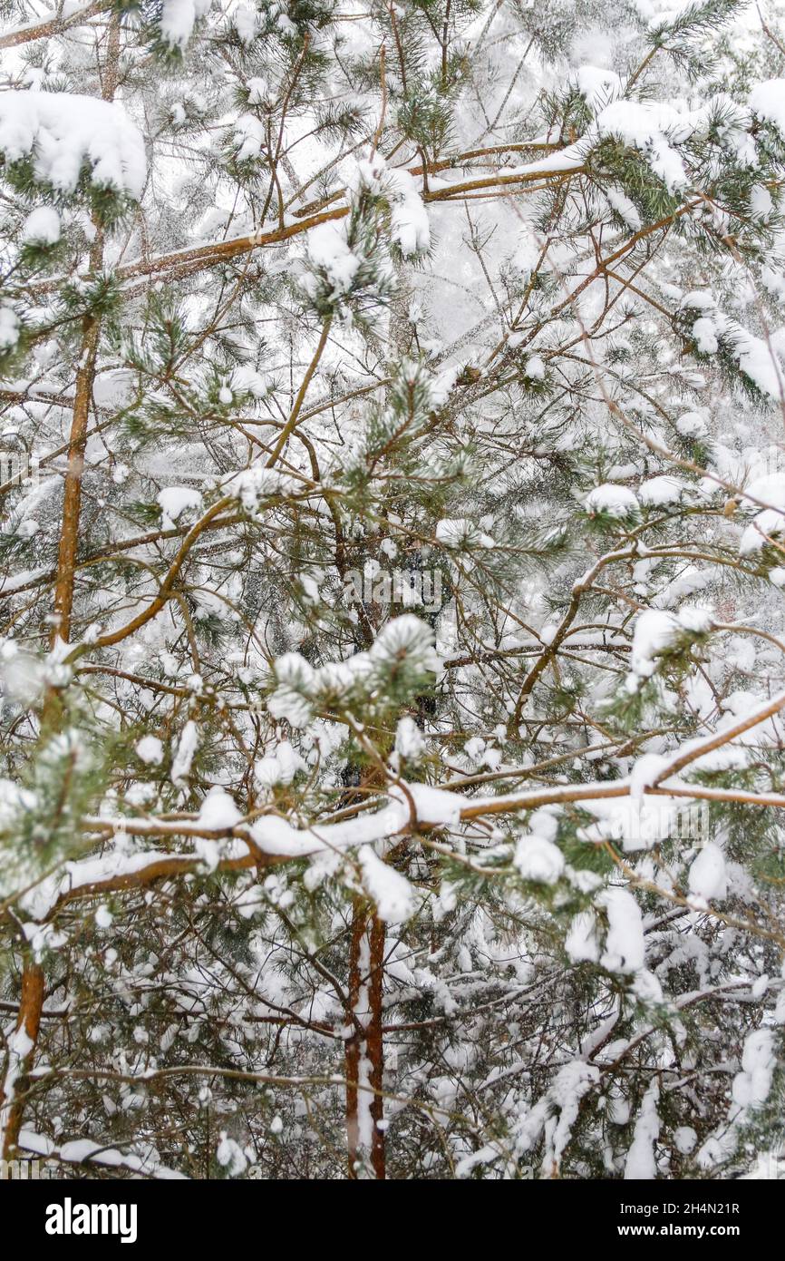 Avalanche and snow. Natural background. Evergreen tree in winter, a lot ...