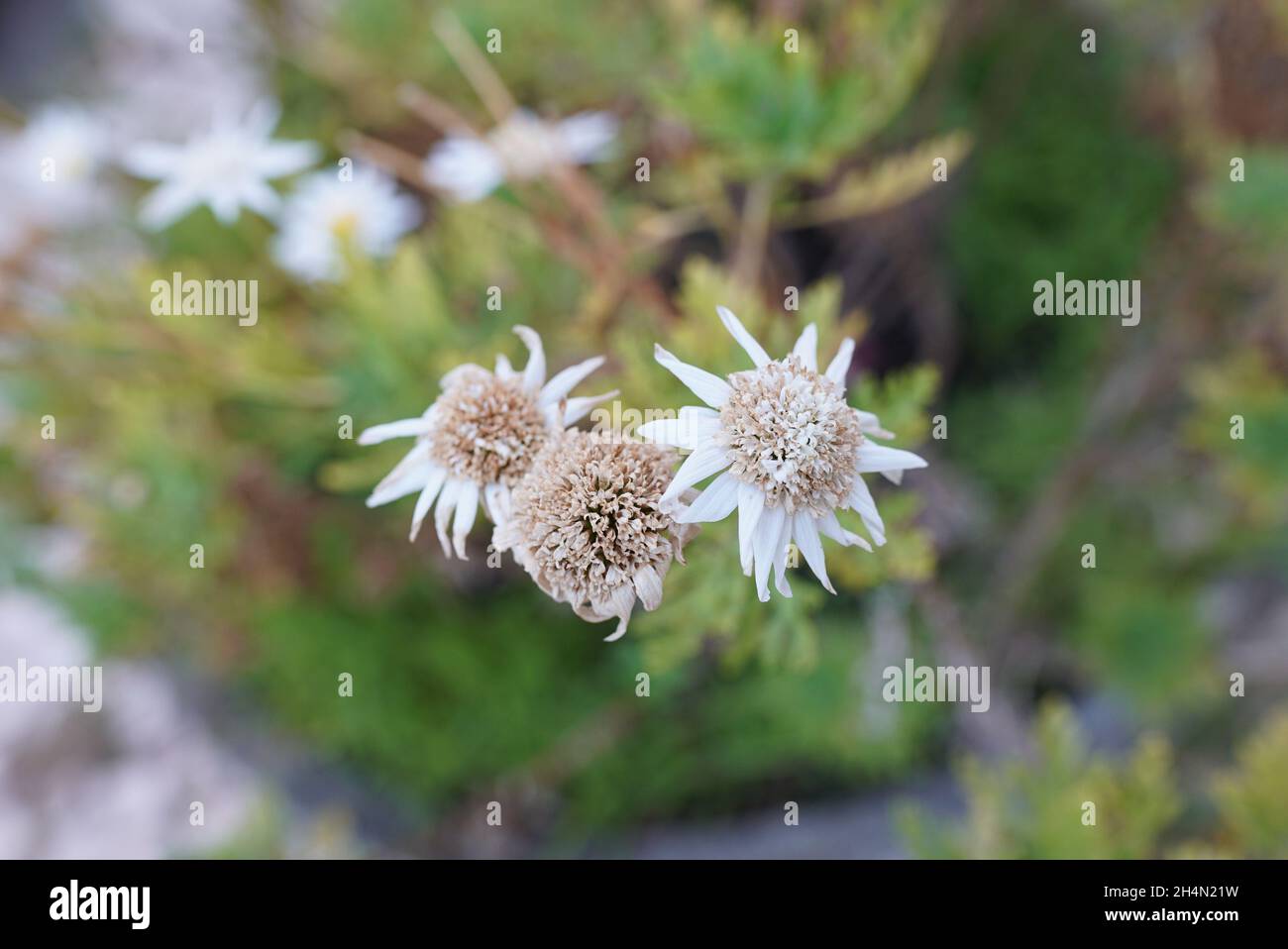 Top view of Alpine edelweiss flowers growing outdoors in the stone pot ...