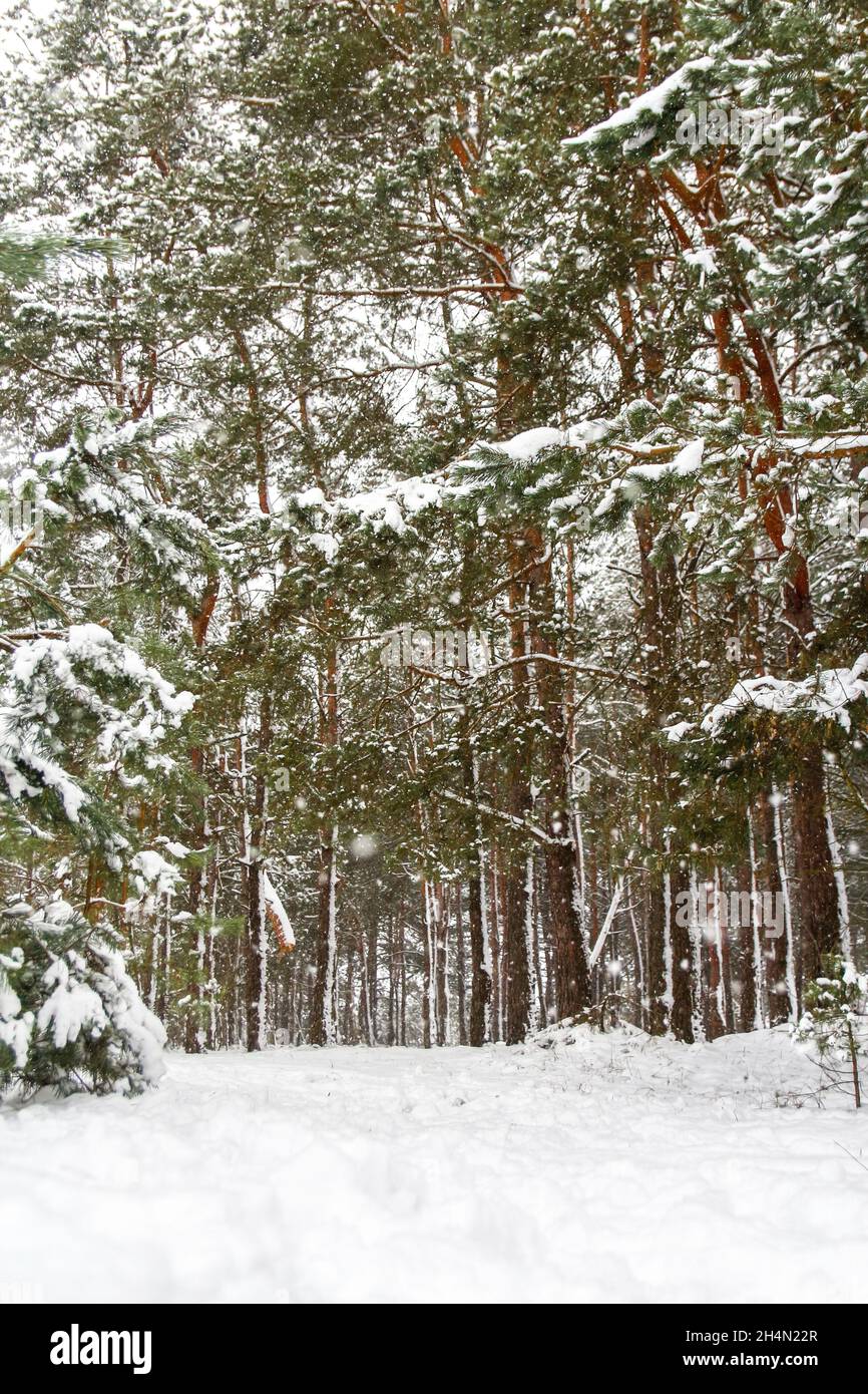 Natural background. Evergreen tree in winter, a lot of snow. Fir, pine ...