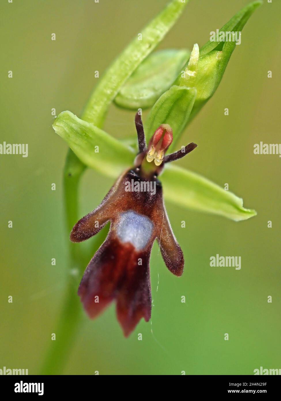 tiny Fly Orchid (Ophrys insectifera) resembles a Bluebottle fly but ...