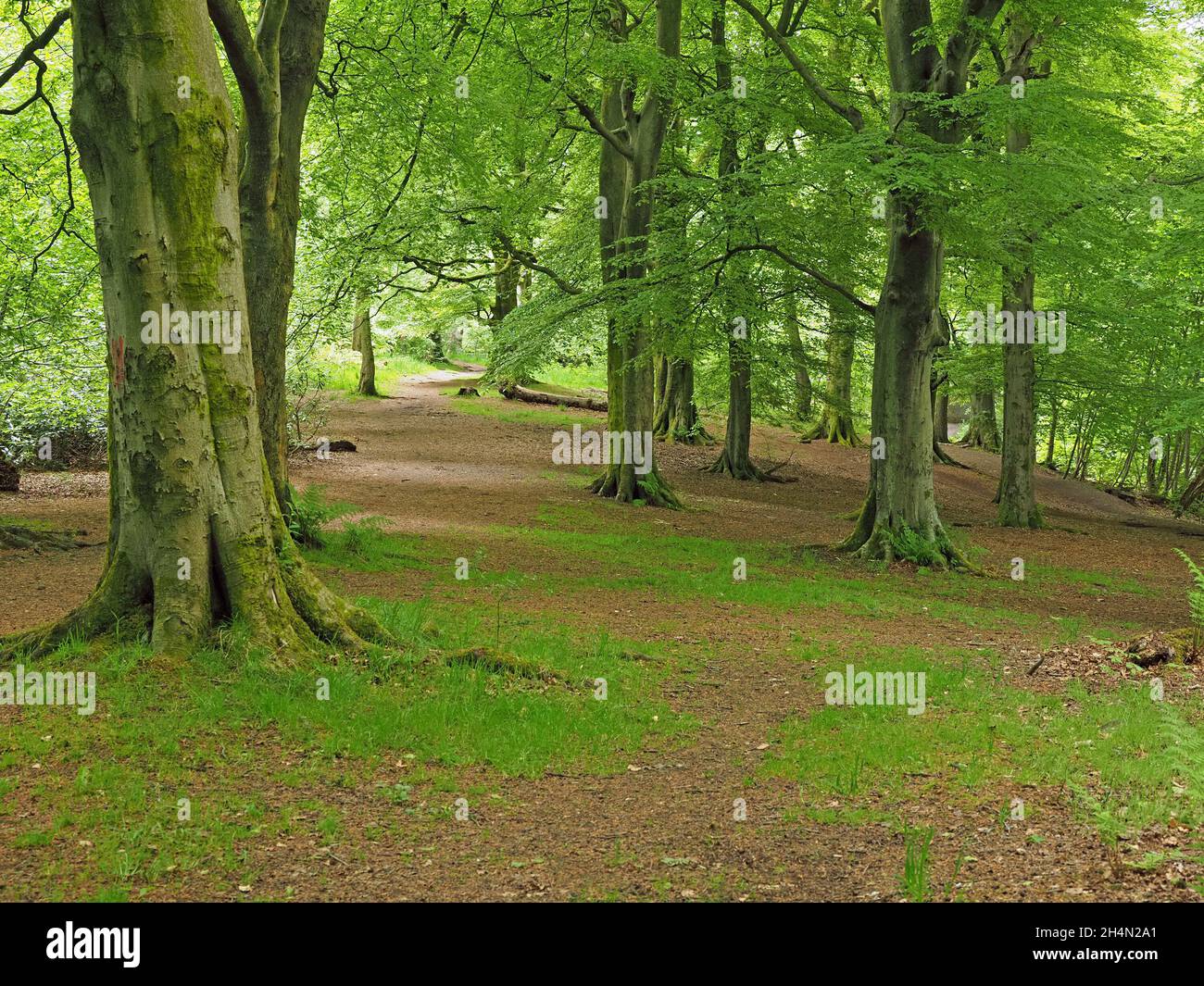 sunlight filters through fresh green canopy & paths meander between ...