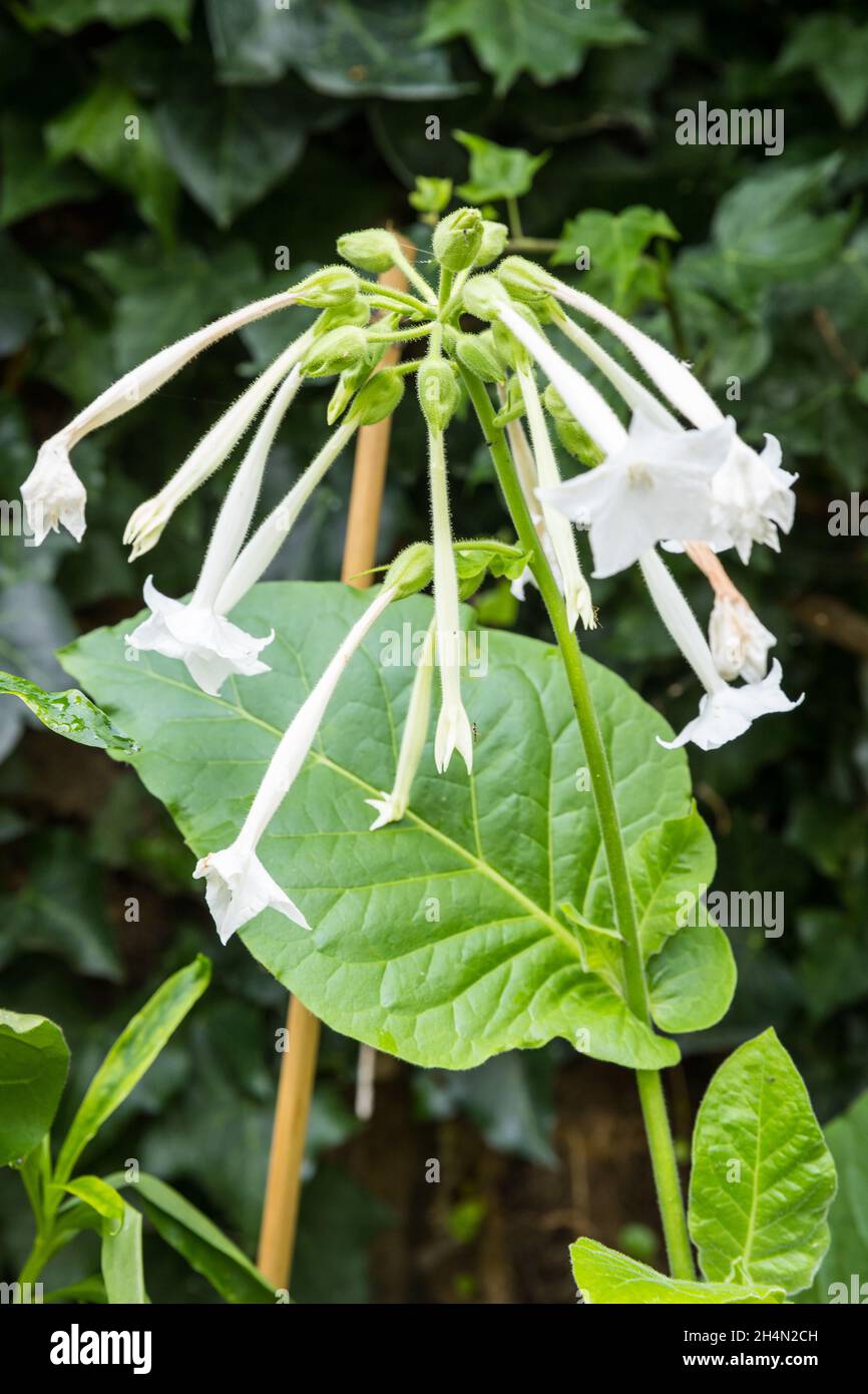 Flower tobacco hi-res stock photography and images - Alamy