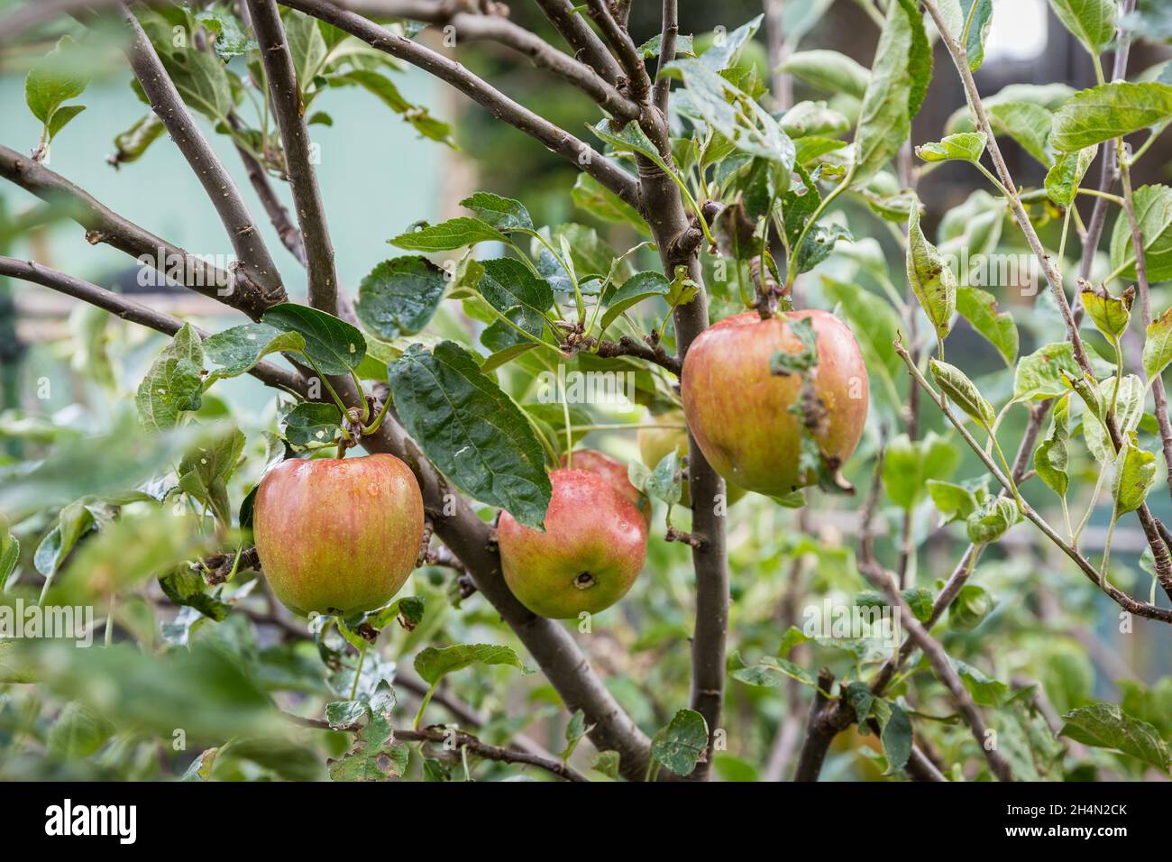 Three apple tree hi-res stock photography and images - Alamy