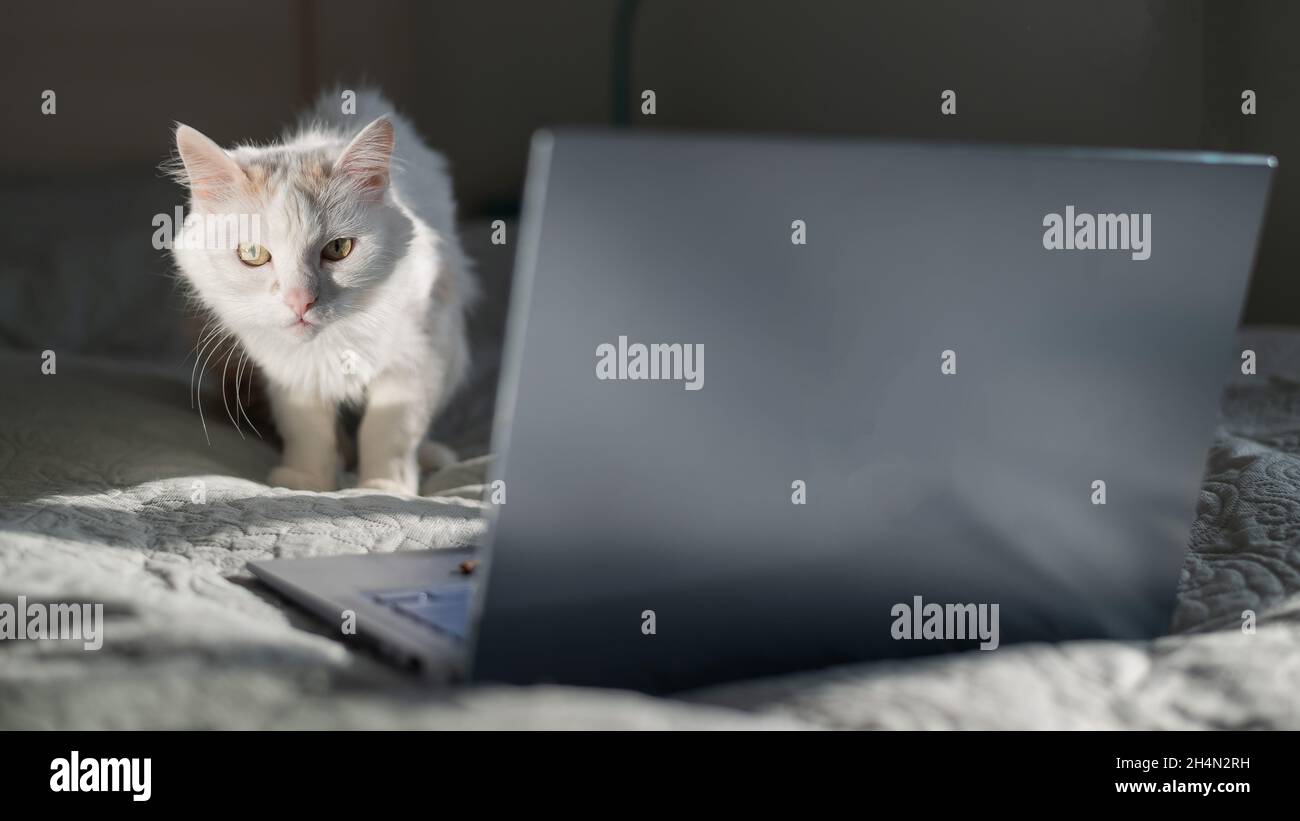 Computer cat bed hi-res stock photography and images - Alamy
