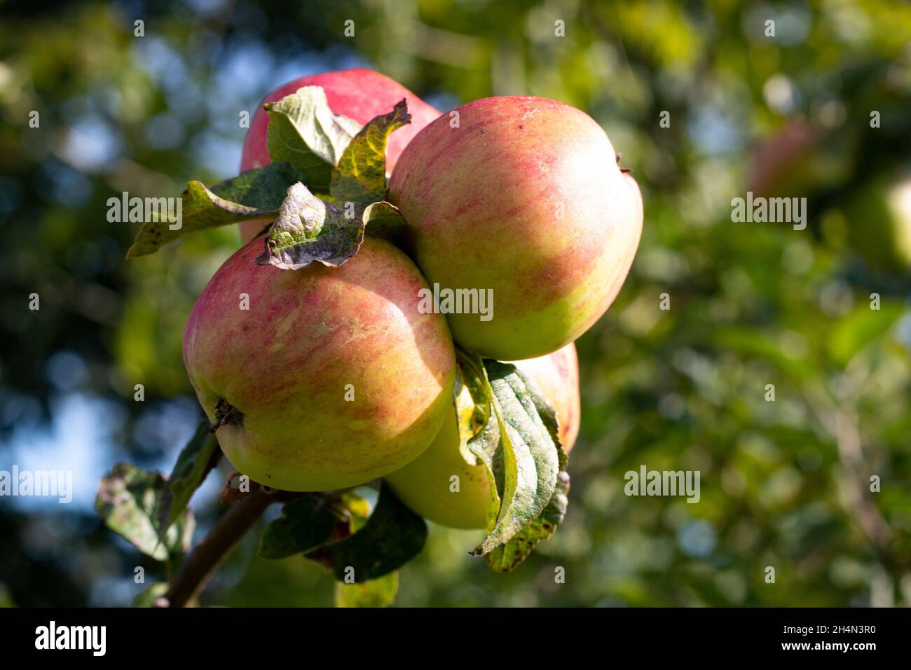 Traditional cider apples ready for harvest Close up detailed view of ...