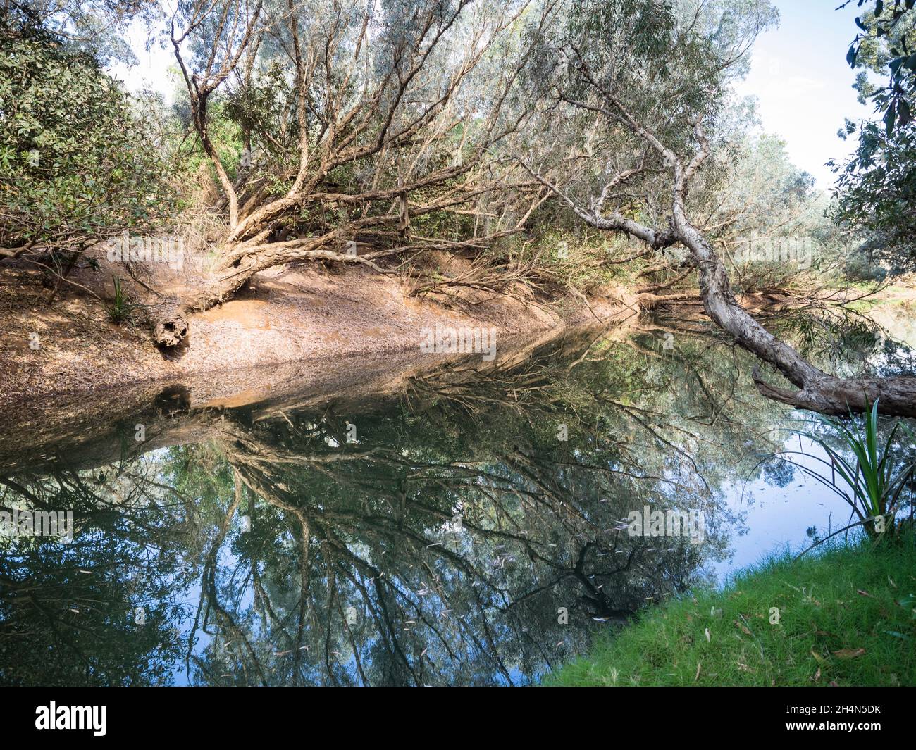 Billabong reflections, Fitzroy River , Monrington, Kimberley, Western Australia Stock Photo - Alamy