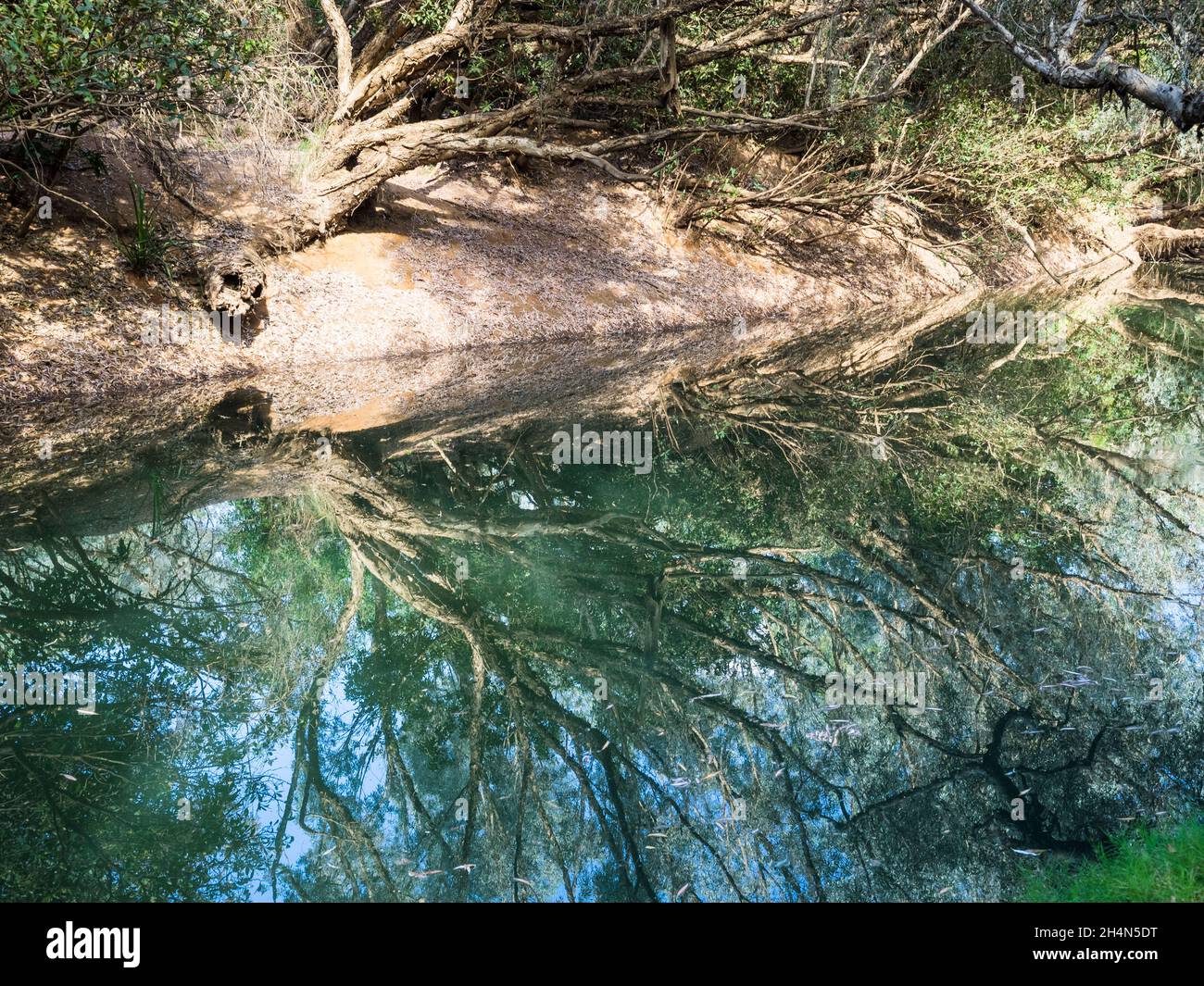 Billabong reflections, Fitzroy River , Monrington, Kimberley, Western Australia Stock Photo - Alamy