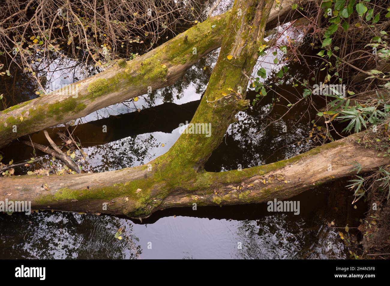 Fallen logs in a shallow pond with reflections Stock Photo - Alamy