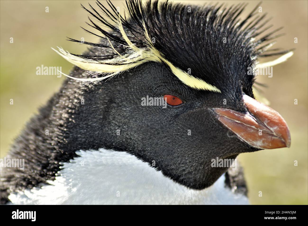 Rockhopper Penguin head shot - Falkland Islands Stock Photo - Alamy