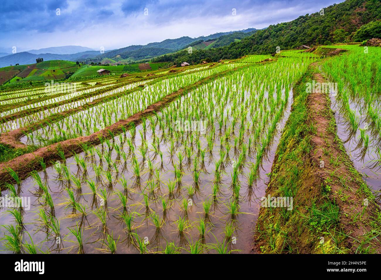 Rice terraced at Pa Bong Piang village, Mae Chaem District, Chiang mai ...