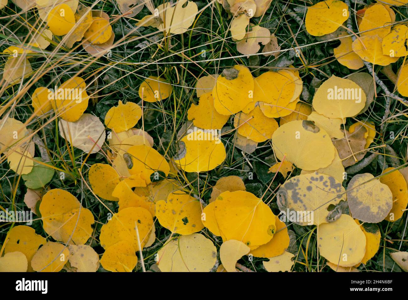 Yellow aspen leaves on the ground Stock Photo - Alamy
